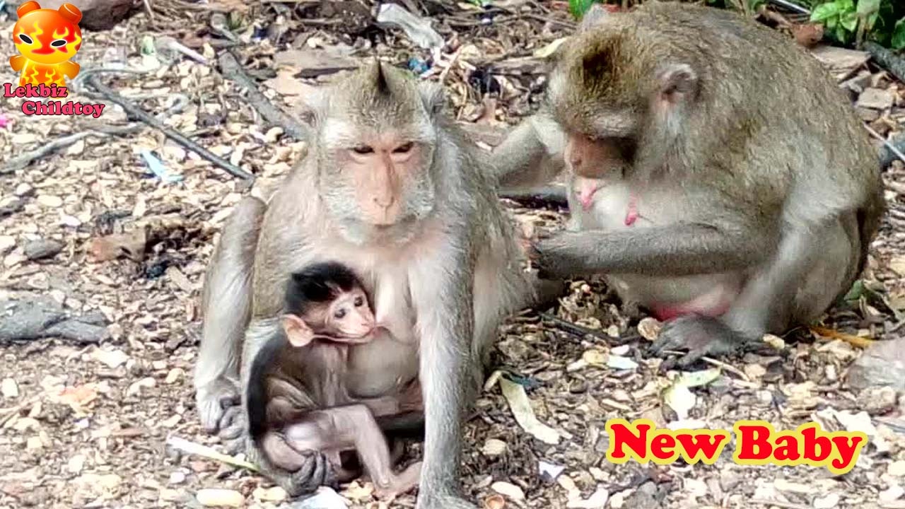 See!!!! Cute of New baby monkey - YouTube