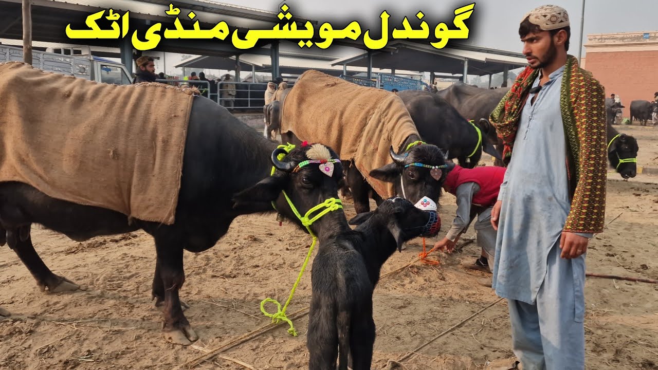 Ismail brought milk and children of high breed buffaloes to sell ...