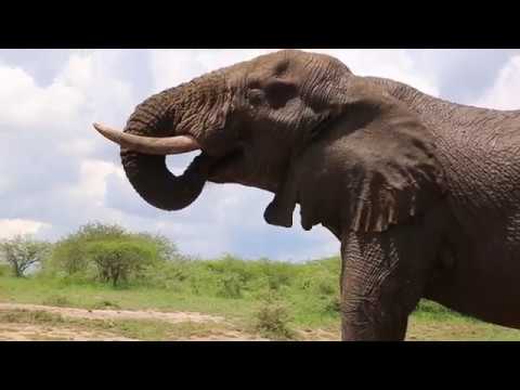Hear an Elephant Drink Water - YouTube
