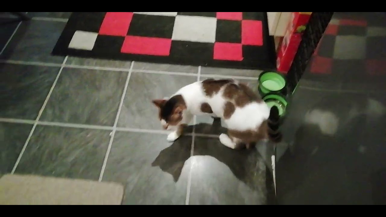 Good morning everyone. Its when Sonic gets out from his room in the ...