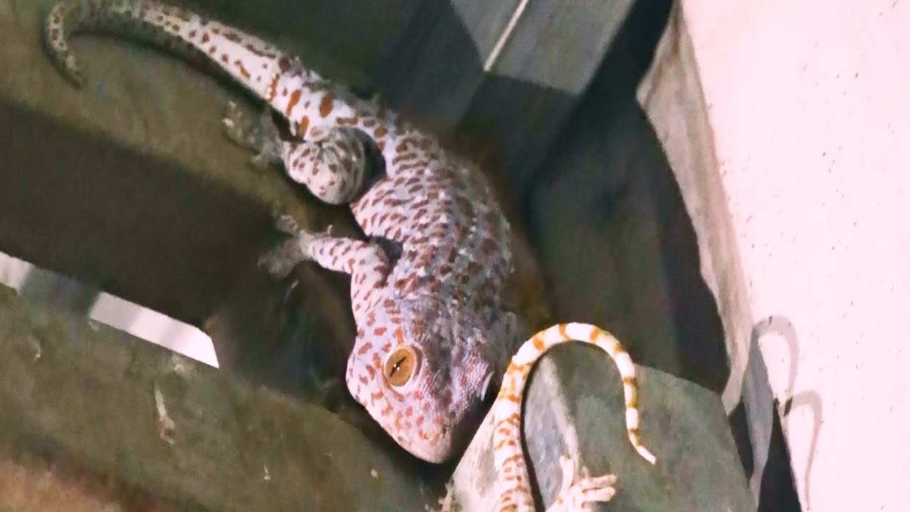Gecko Effect | of Geckos | Tokay Gecko Big Size. New - YouTube