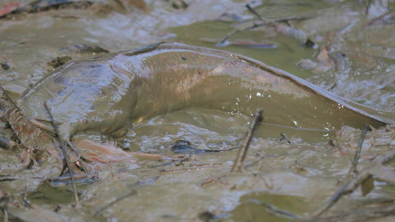 Dry Season Fishing 2020 । Catfish fishing by drying water canal with ...