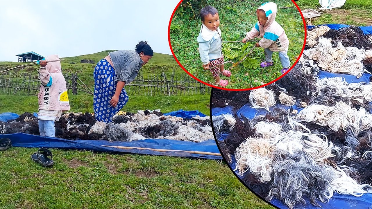 Jina making dry sheep wool II Niyabung & Jonson Playing together ...