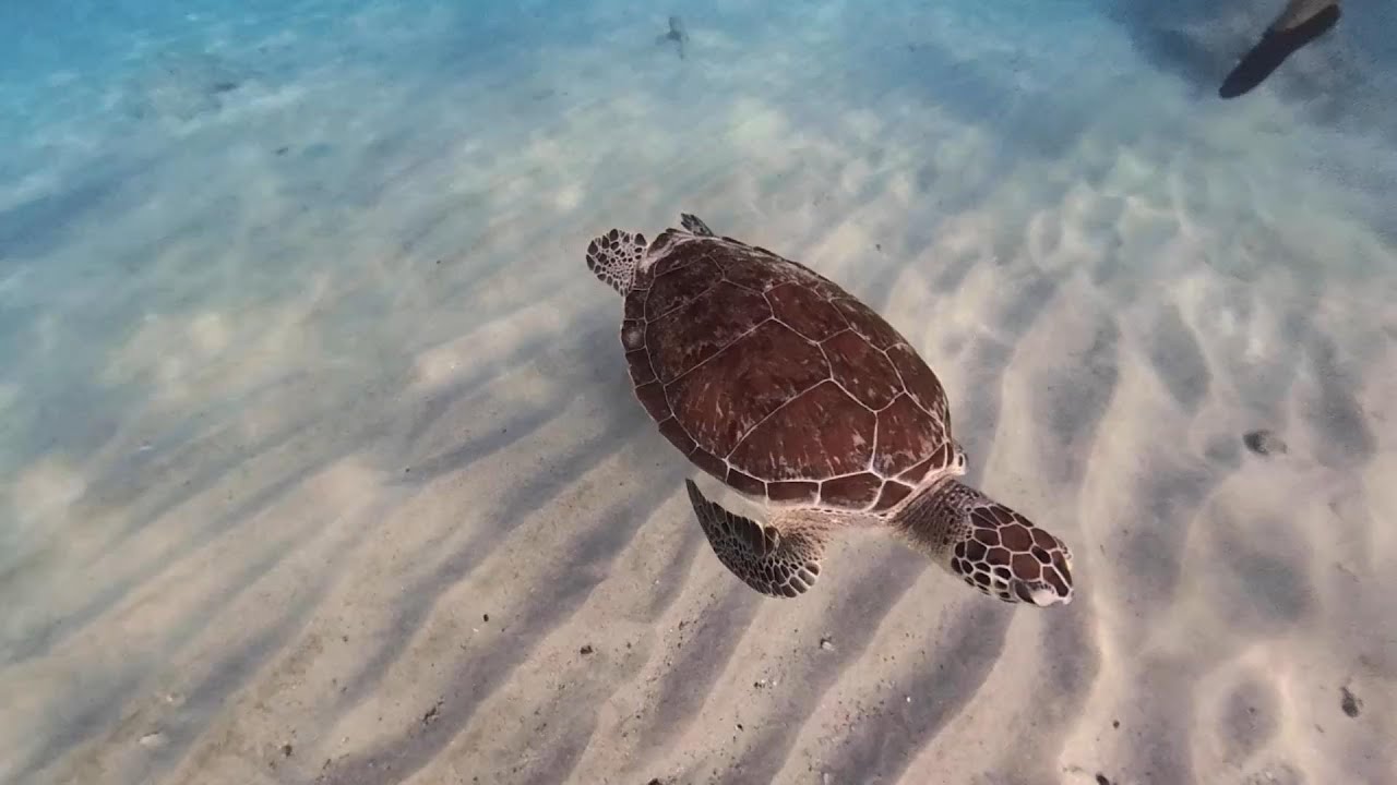 Playa Grandi schildpadden @tunkeboon - YouTube