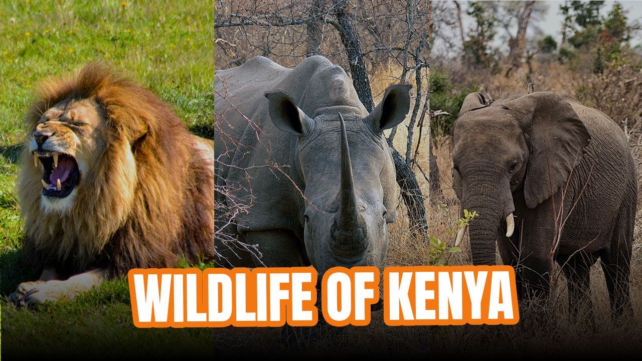 Kenyan Animals Meet Kenya's Most Iconic Wildlife AFAR