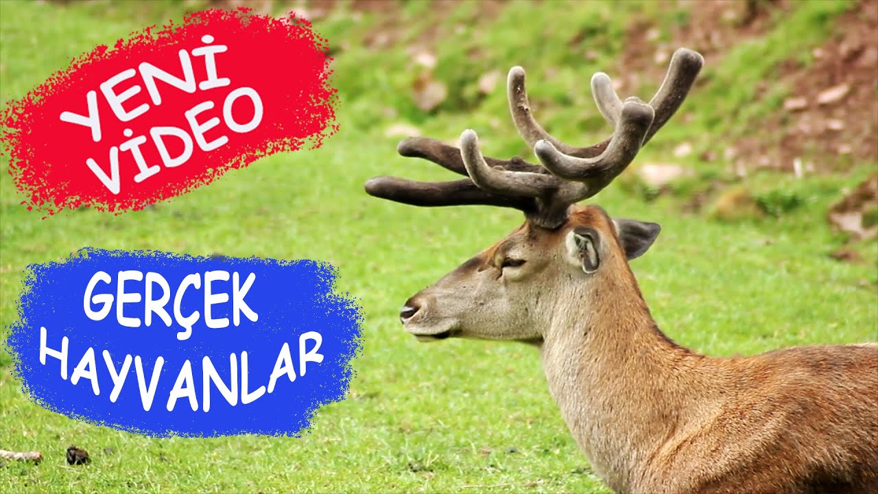 Doğal Yaşam Parkı - Hayvanlar - Geyik - Ceylan - Keçi - Baykuş - YouTube