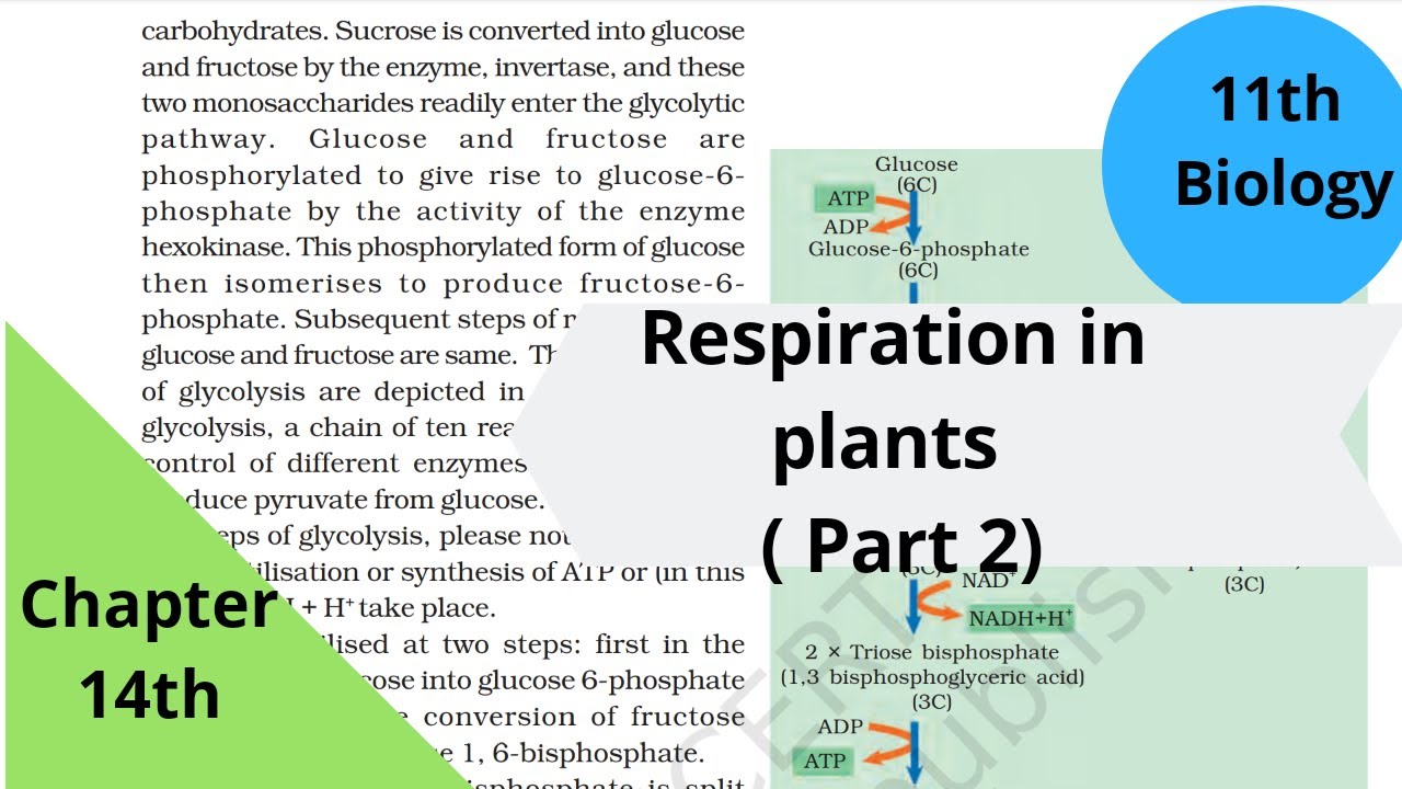 NCERT Class 11th Biology chapter 14th: Respiration in plants ( PART 2 ...
