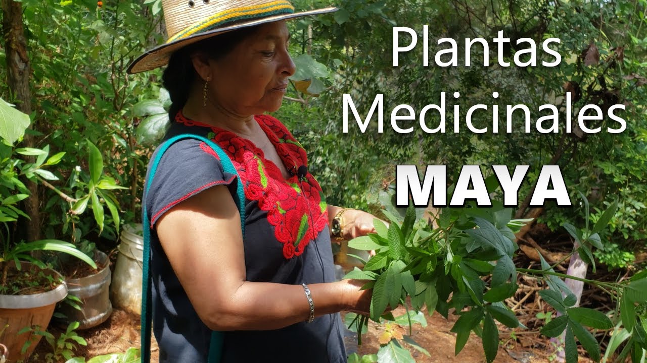 La Mujer de la Medicina Maya Explica Principios de las Plantas Medicina ...