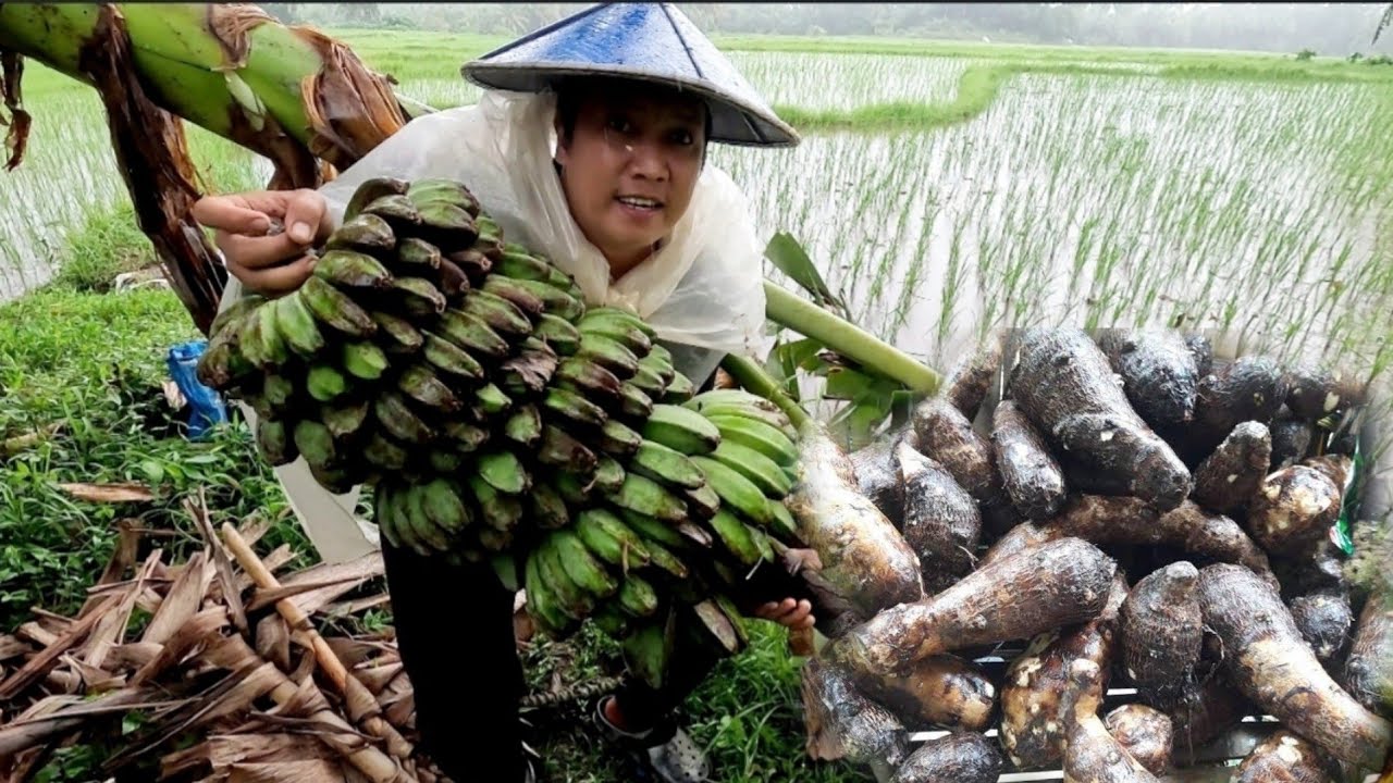 Nagkalat wild gabi sa niyogan Magandang variety ng saging na saba Ang ...