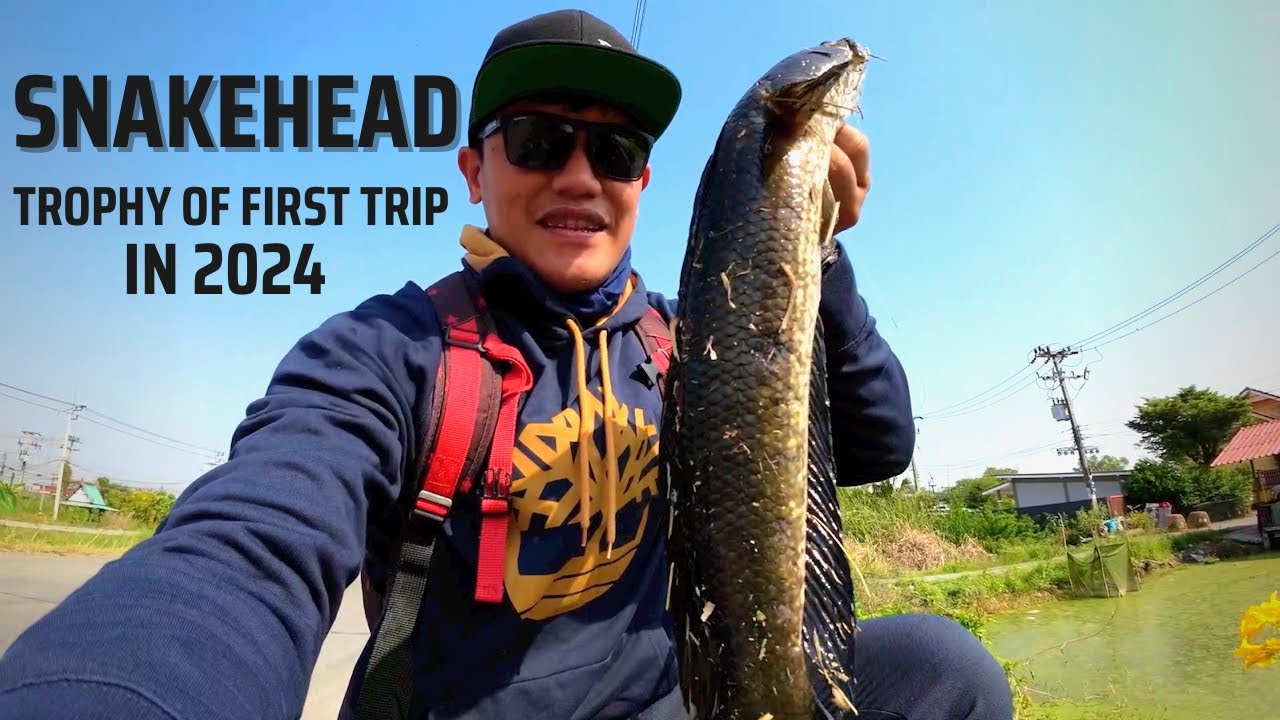 ស្ទូចត្រីផ្ទក់នៅ ប្រទេសថៃ | Street fishing in Thailand to get Snakehead ...