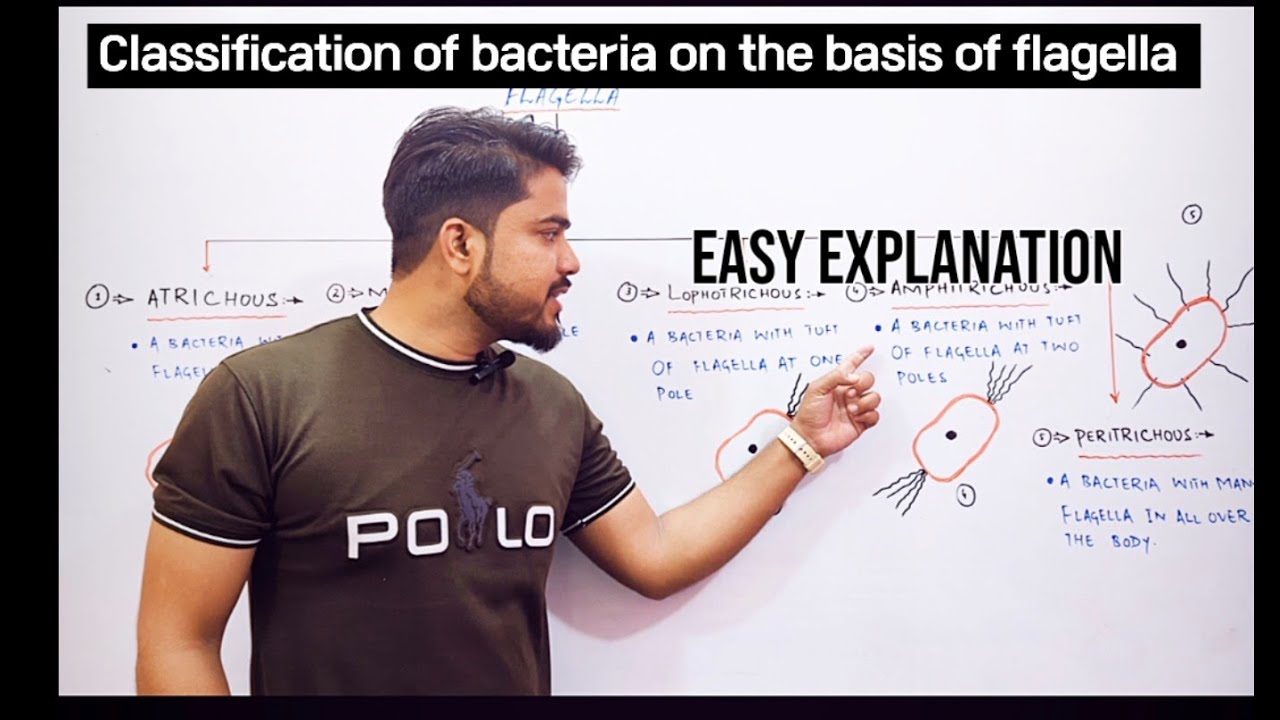 Classification of bacteria on the basis of flagella | flagella of ...