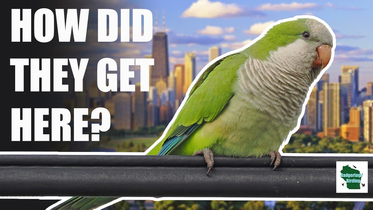 How Tropical Parrots Took Over Chicago - YouTube