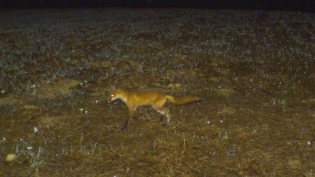 Fox Coming Right at You & Fox Stealing His Dinner - YouTube