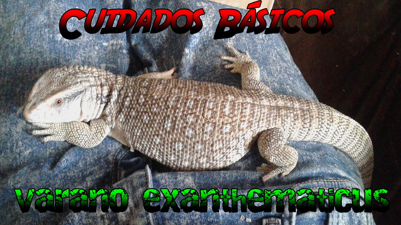 Cuidados básicos | Varano de la Sabana ( Varanus Exanthematicus) - YouTube