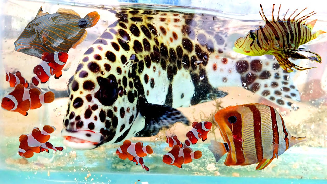 Mencari banyak ikan hias di laut, ikan nemo, ikan buntal, ikan warna ...