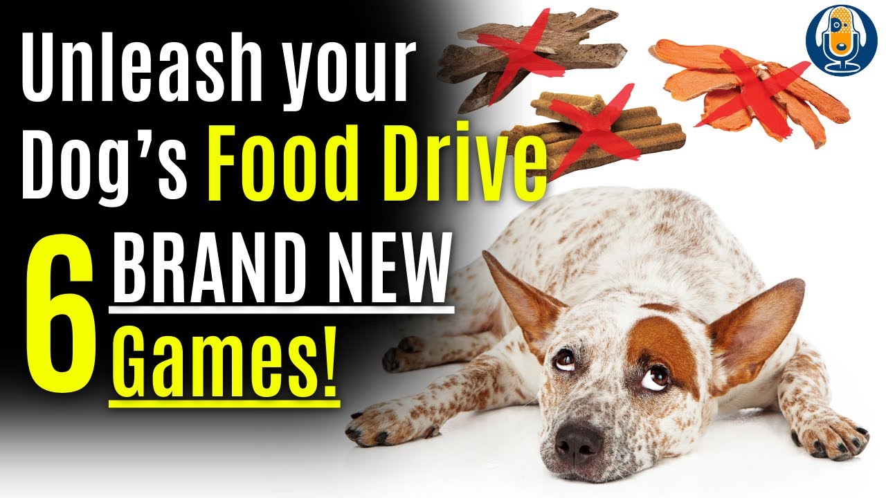 6 Fun Restraint Games For Dogs To Increase Food Drive For Picky Eaters ...