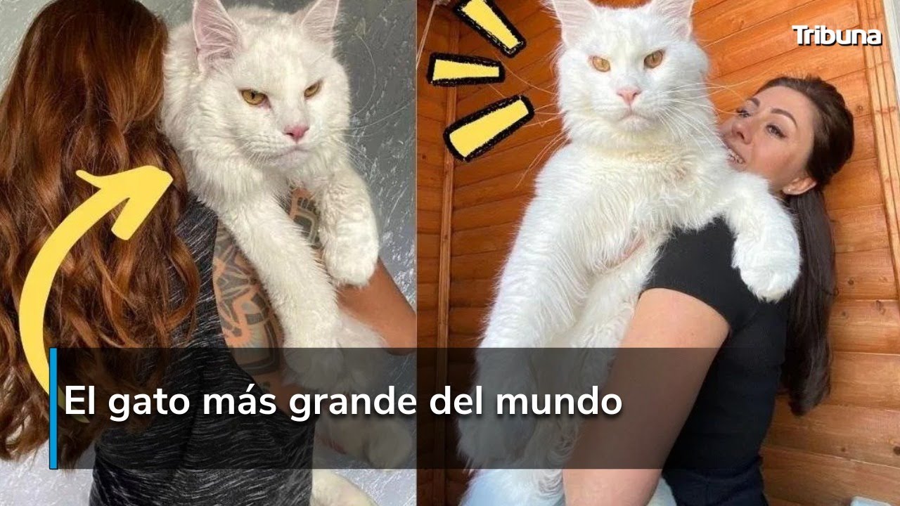 El gato más grande del mundo ( "Kéfir" el gato más grande ¿Cuánto mide ...