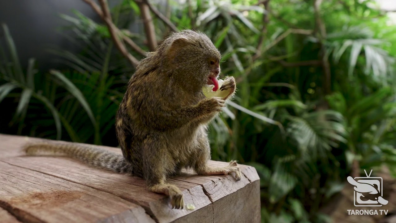 Pygmy Marmoset Keeper Talk at Taronga Zoo Sydney - YouTube