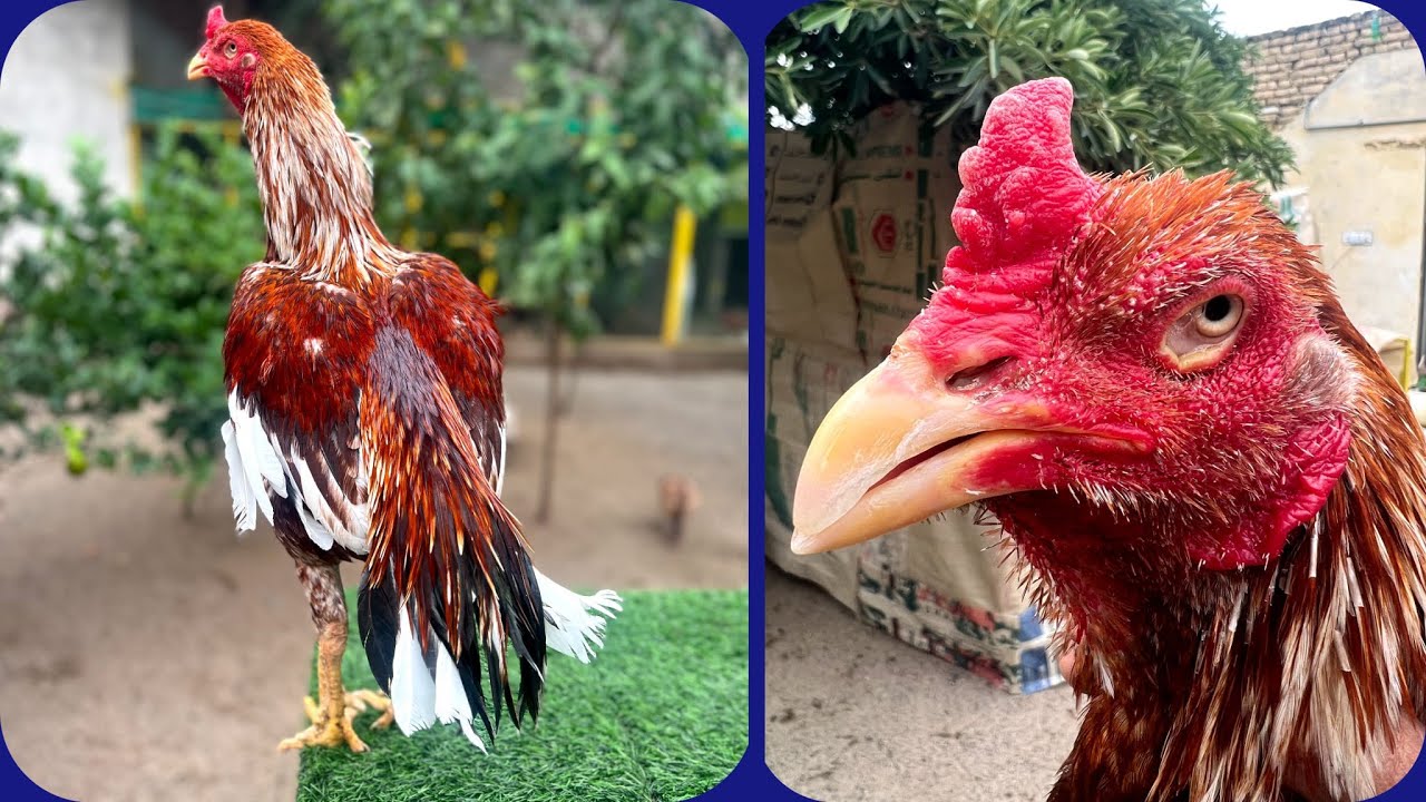 Aseel Chicken Care || Ali wala || Aseel information - YouTube