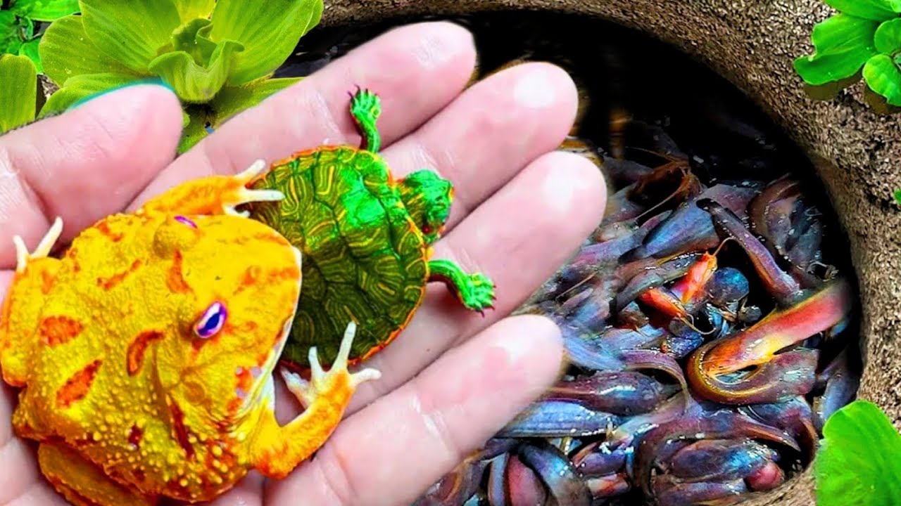 Catching Strange Fish In Giant Surprise Colorful koi, Kim Kim Fish ...