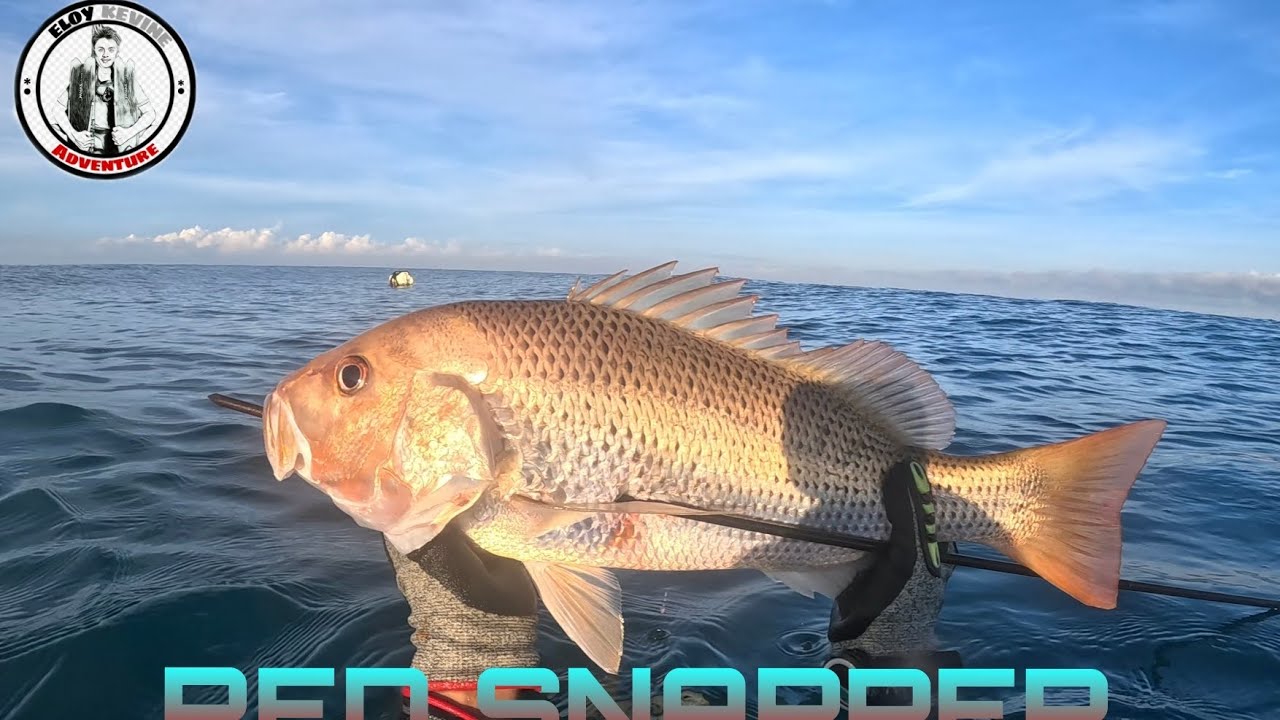 Red Snapper 🎯 || SPEARFISHING PHILIPPINES || SUPPORT LOCAL #fishing # ...