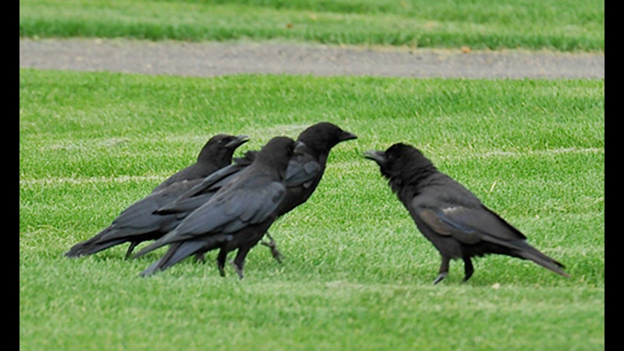 Shocking Ghost Attacking Crow, Real Life Ghost Attack - Captured ...