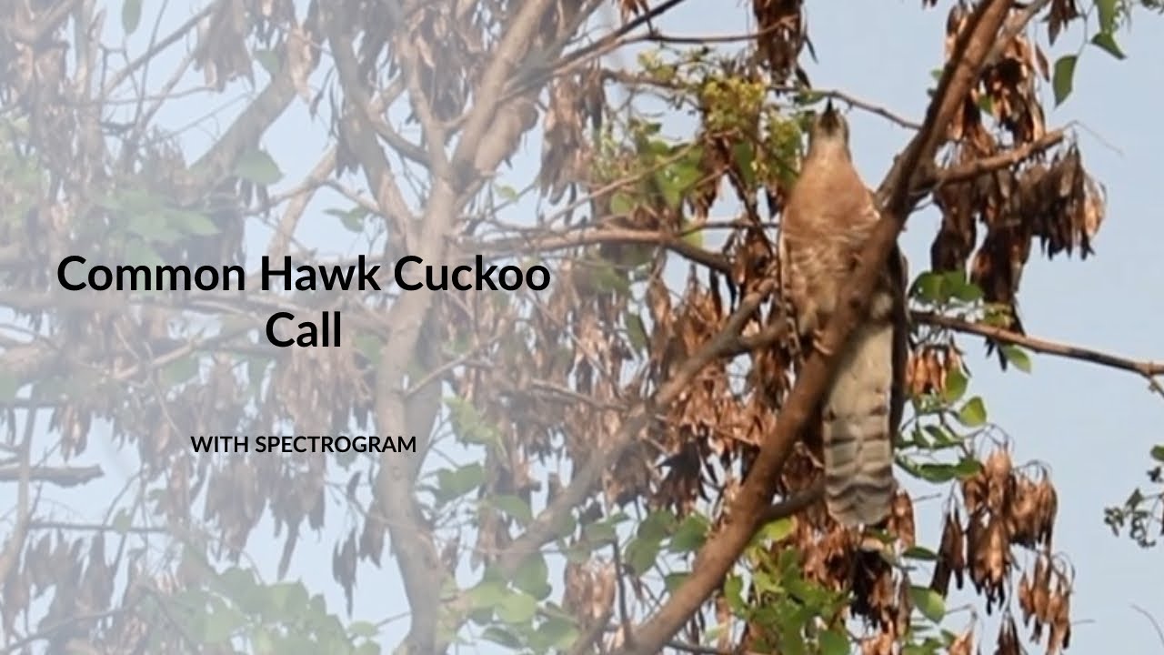 Brain Fever Bird or Common Hawk Cuckoo Call with Spectrogram | Bengali ...
