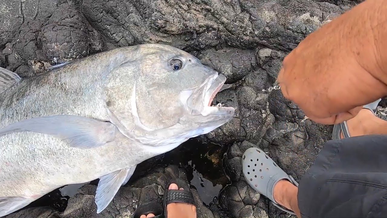 ONE 85 Pound ULUA!!! - YouTube