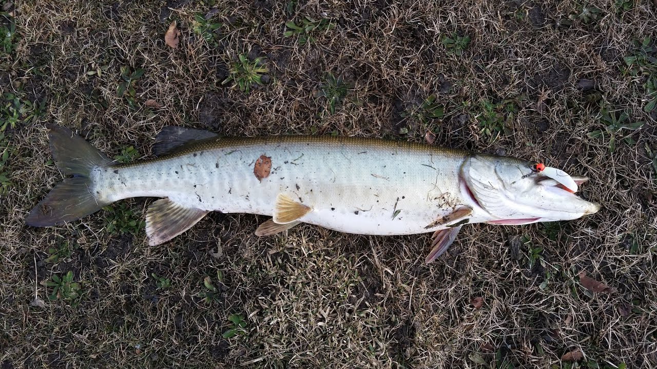 Muskie Fishing - Busse Lake, Illinois - December 26, 2014 - YouTube