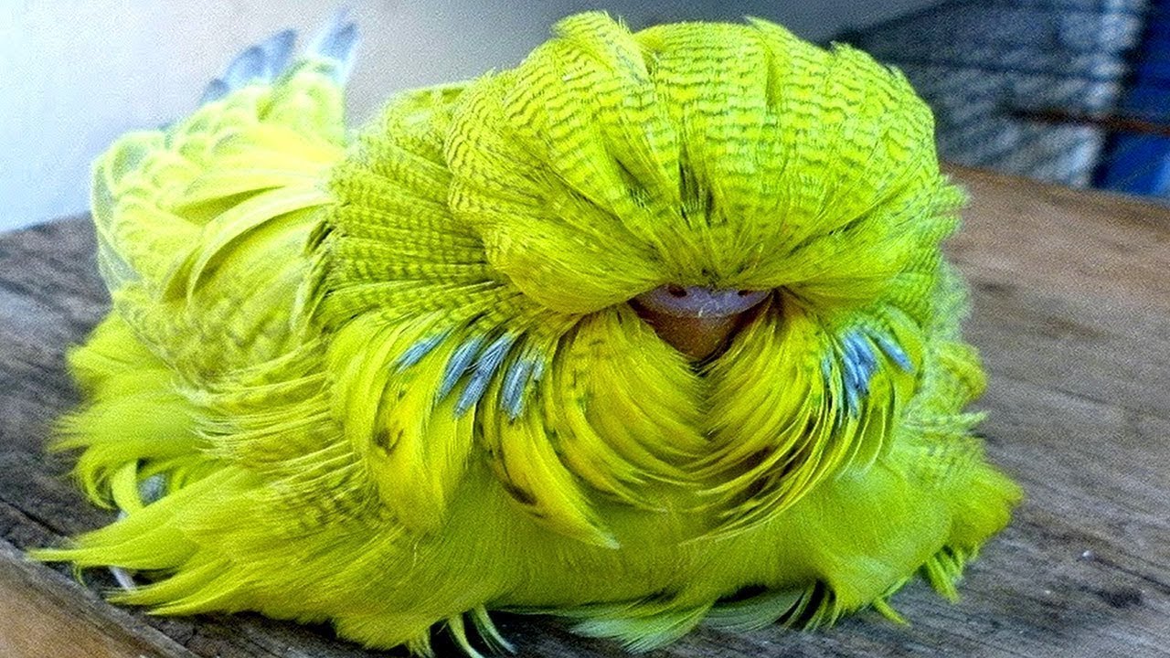 LES 10 PERROQUETS LES PLUS BIZARRES ET UNIQUES AU MONDE | Lama Faché ...