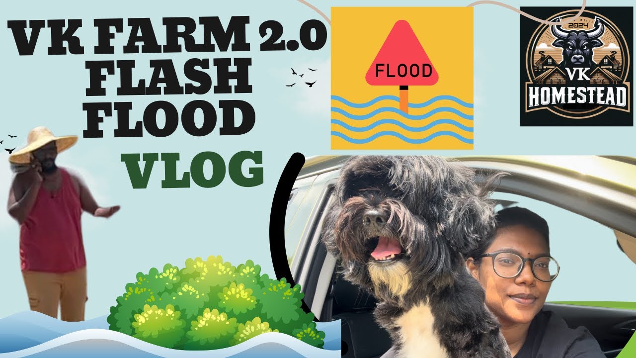 Flash Flood at VK Farm 2.0. OMG !!! Overnight rain caused flood. - YouTube