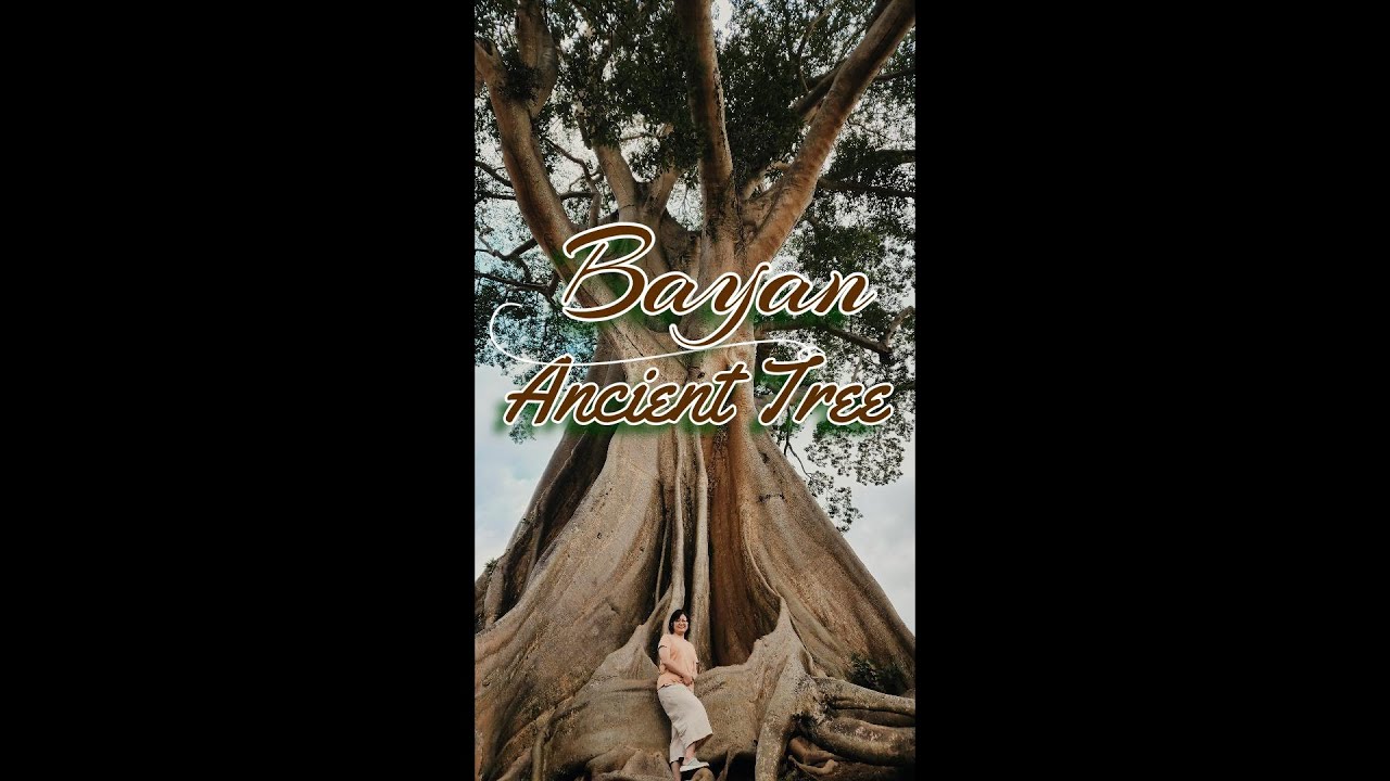 Bayan Ancient Tree Bali | Pohon Kayu Putih Tabanan Bali | Sacred Giant ...