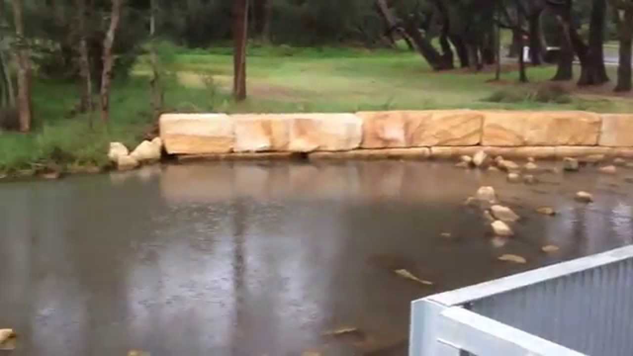 Dual Vane Trap in Action at Tuggerah Lakes 2 - YouTube