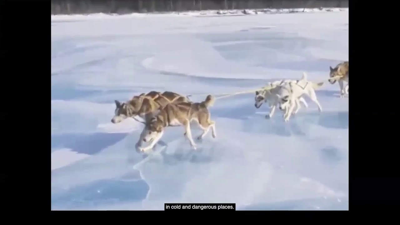 Wonders Unit 2, Week 5 Essential Question - YouTube