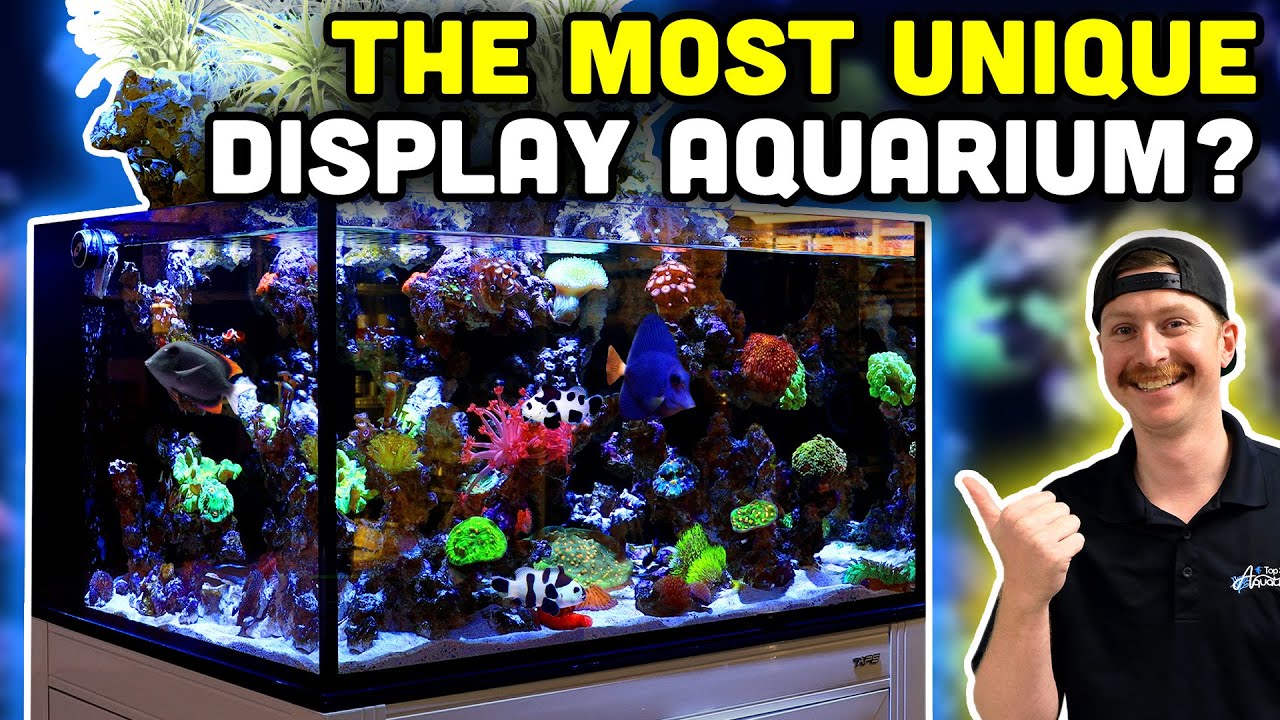 The Ultimate MIXED Lagoon! Waterfall Display Tank Tour! - YouTube