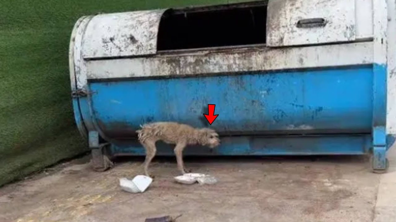 Dog With a Broken Tail and Deformed Legs Must Let Go Of All Its Defense ...