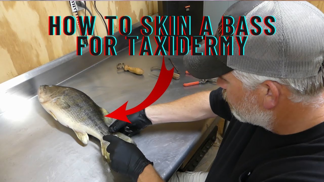 How to skin a bass for taxidermy - YouTube
