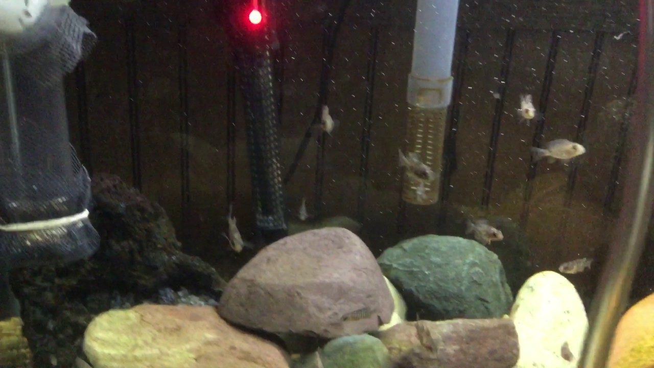 OB peacock fry update - YouTube