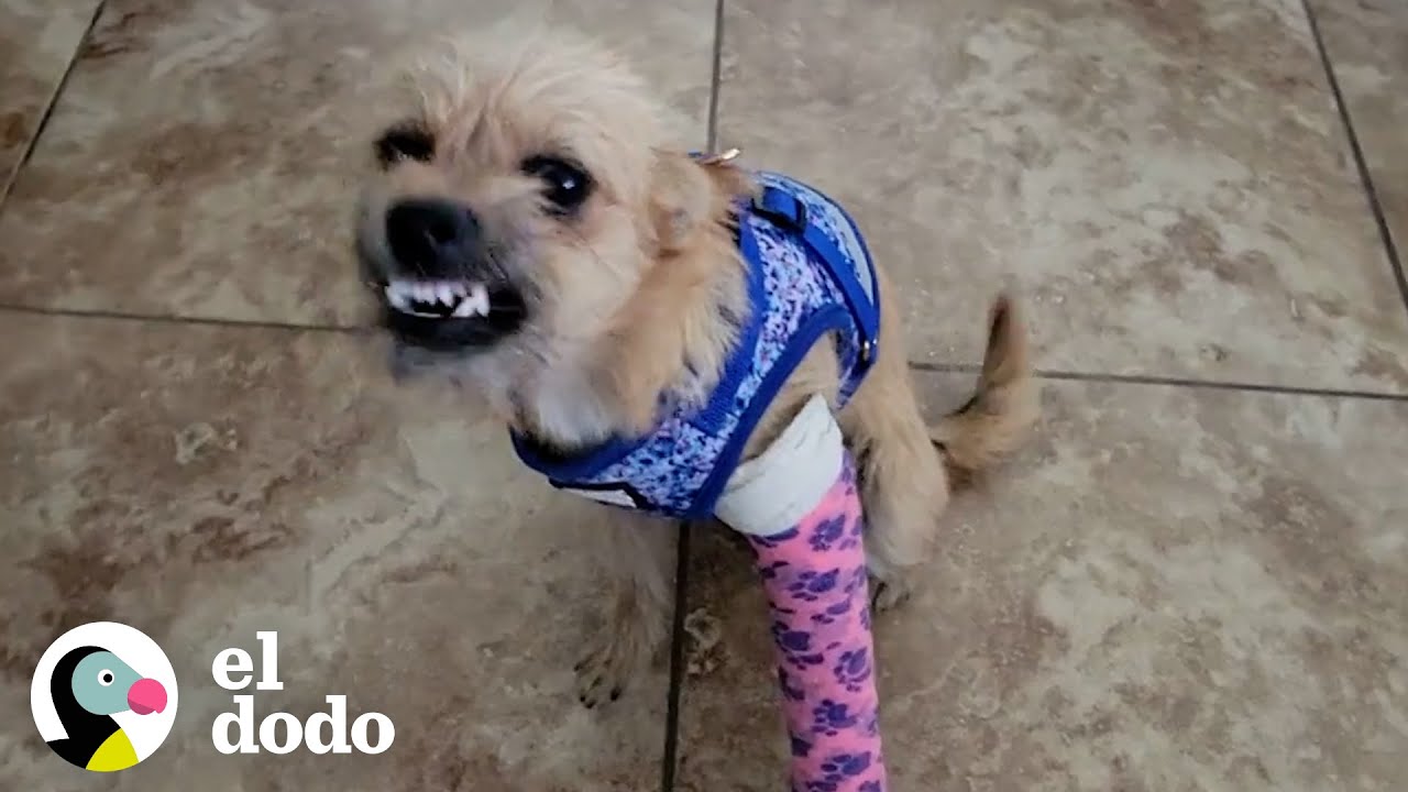 Perro cojo encontrado en medio de la carretera ahora sonríe | El Dodo ...