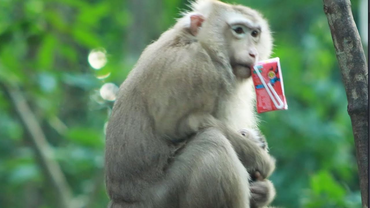 Mama Rose Carry New Born Robin Wait Drink Milk and Ripe Mango Fruits on ...