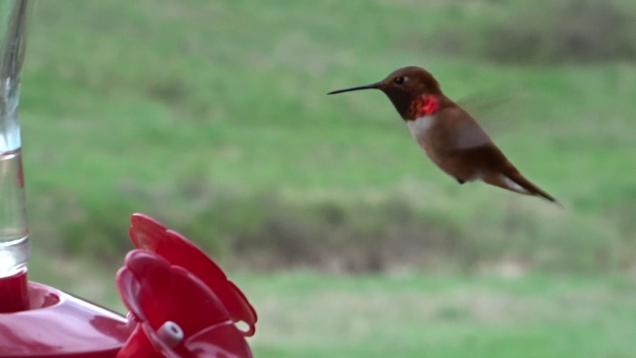 Hummingbird Dance - YouTube