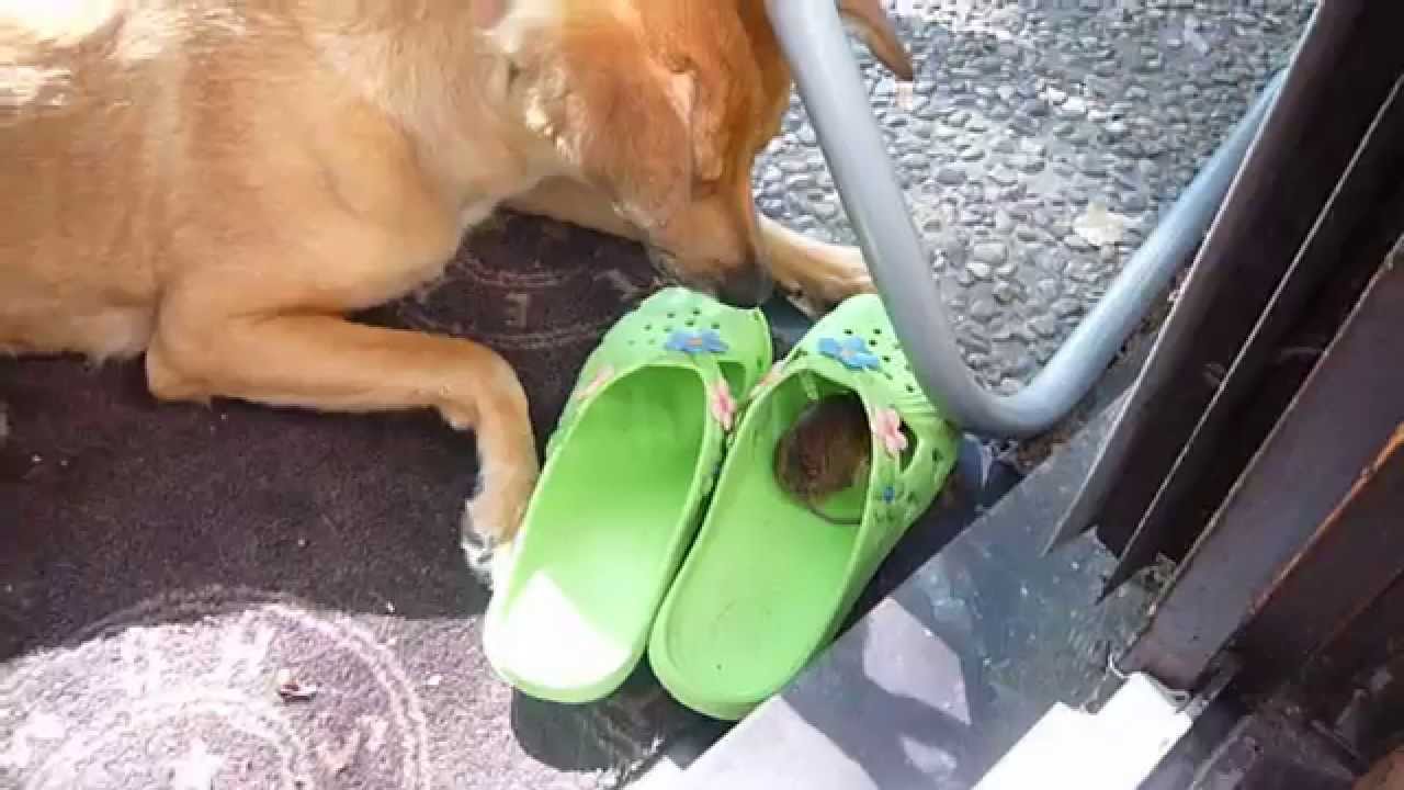 Mouse vs. dog - mouse is hiding from dog in slippers CUTE - Maus ...