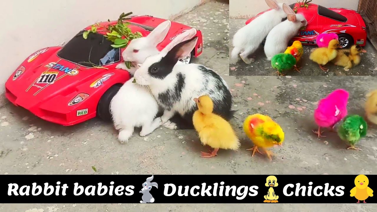 Cute babies || chicks & bunnies || Ducklings Bunnies and Farmi Chicks ...