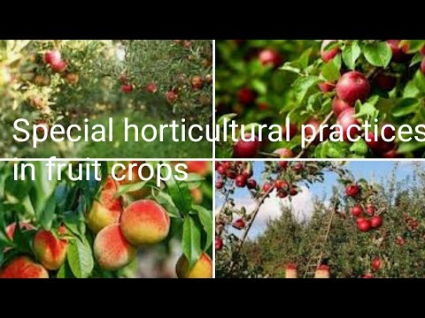 Special Horticultural Practices in Fruit Crops - YouTube