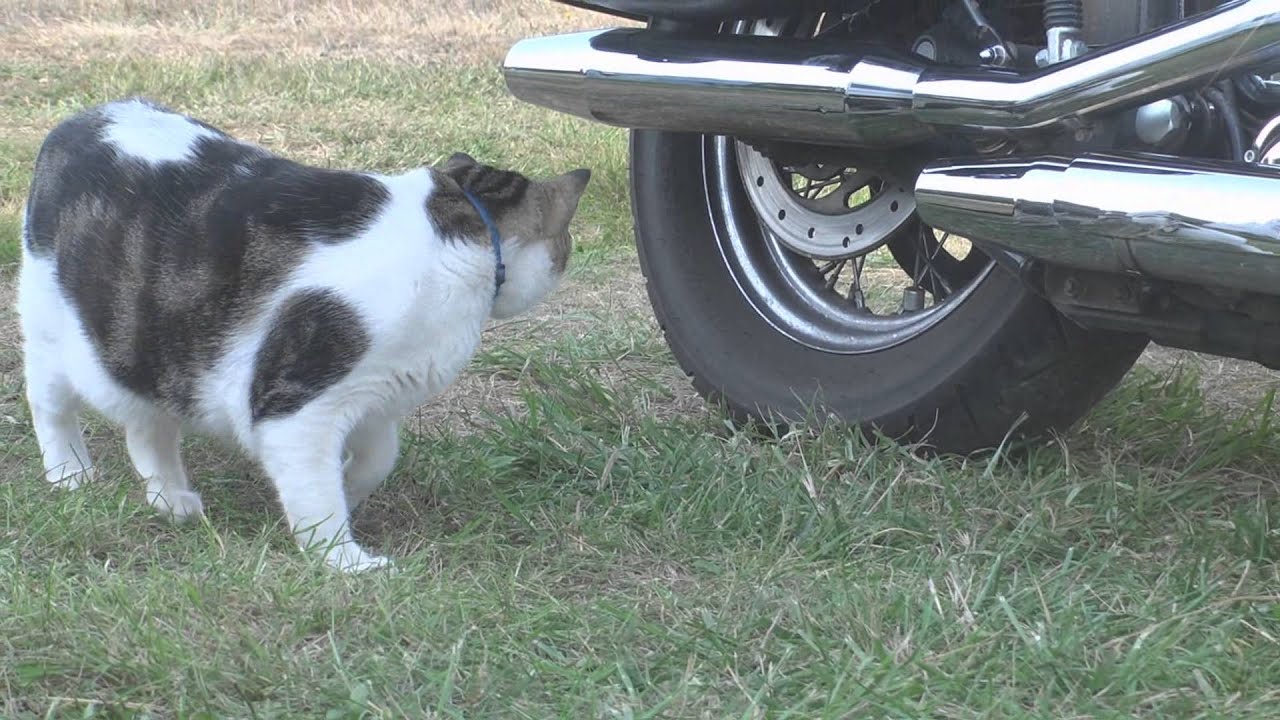 Cat VS Gopher - YouTube