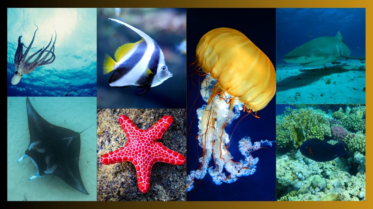 20 Sea Animals Name in English || Learn All Ocean Animal Names ...