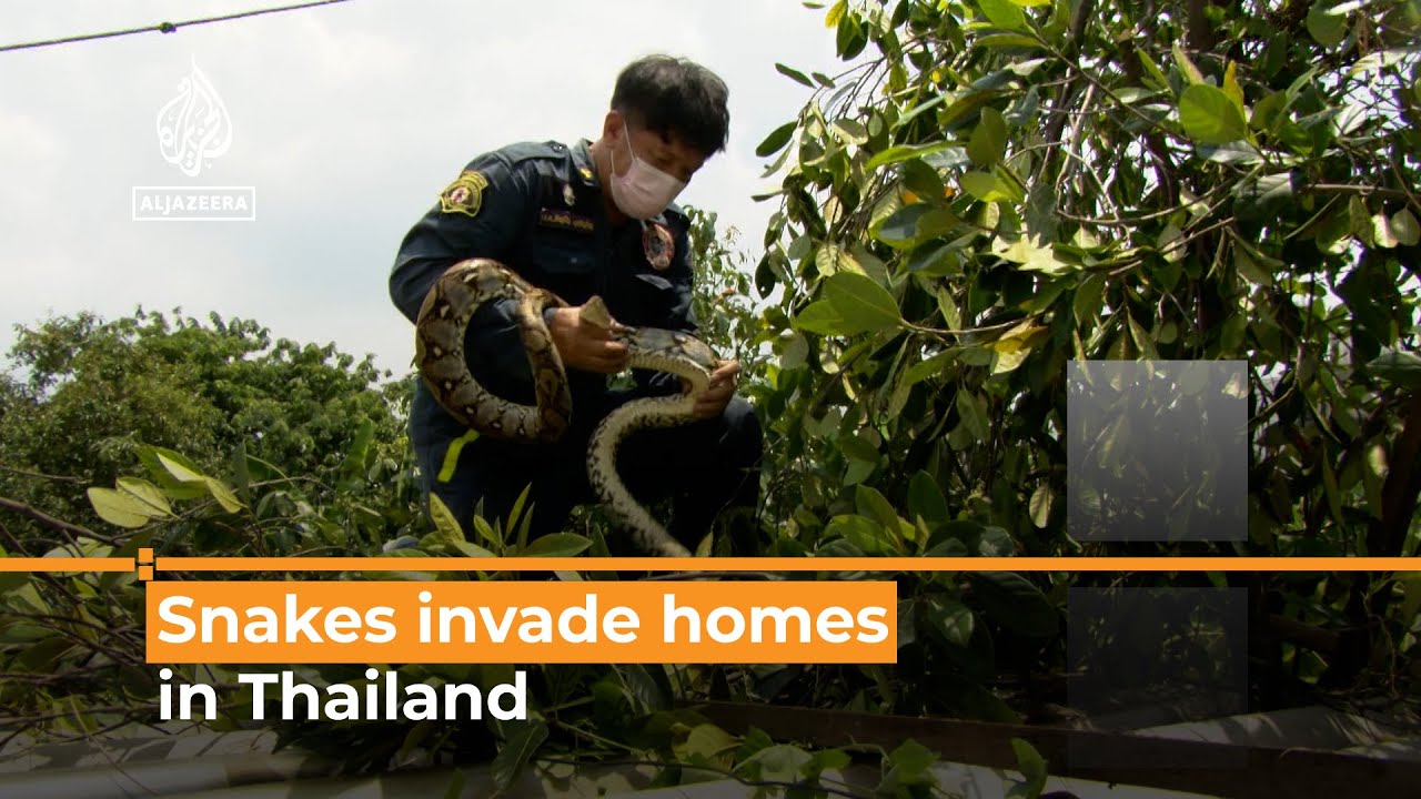 Snakes invade homes in Bangkok amid monsoon floods | Al Jazeera ...