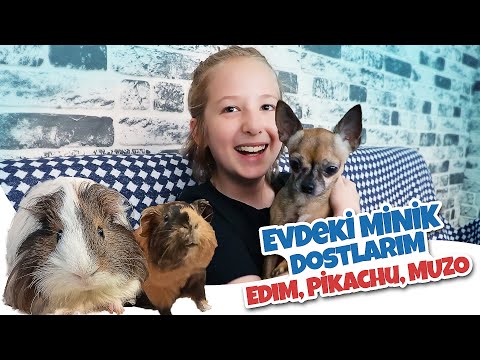EVDEKİ KÜÇÜK DOSTLARIM