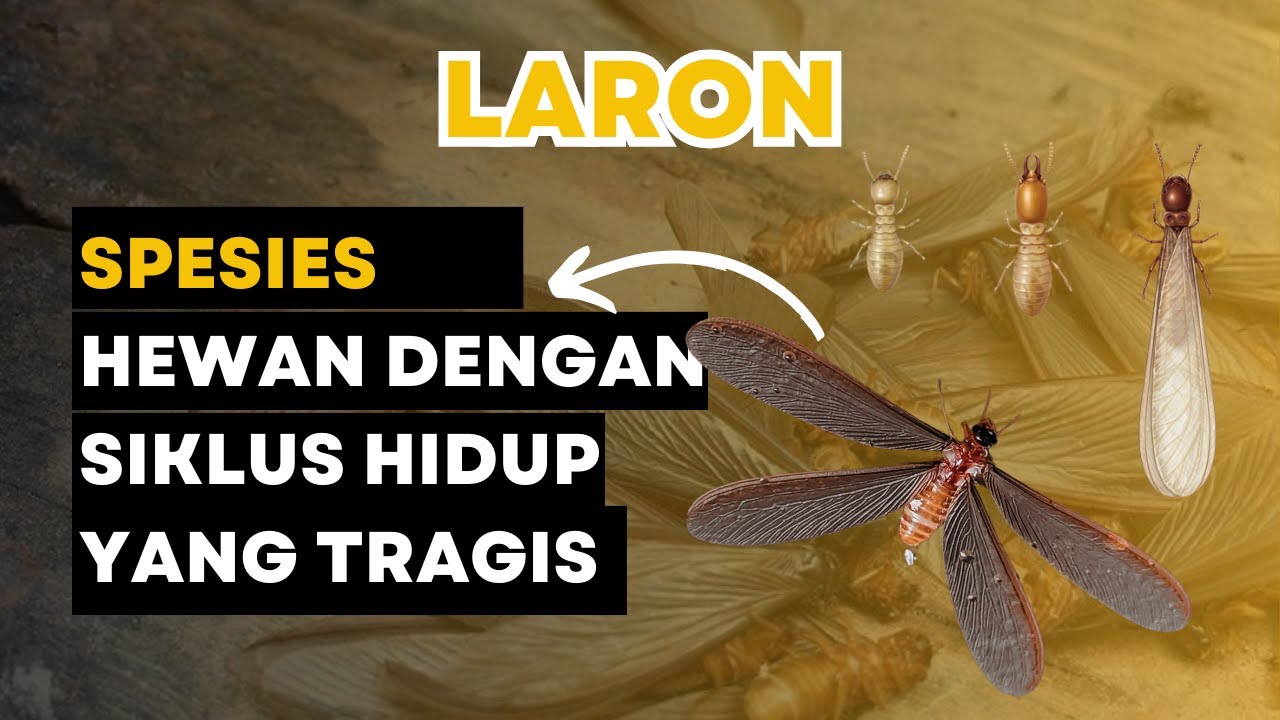 Laron, Spesies Hewan dengan Siklus Hidup yang Tragis - YouTube