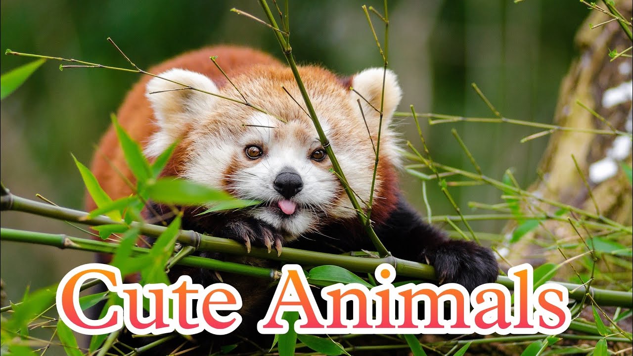 Cute Animals 4K Natural Vibes | Relaxing Music | Relaxation Natural ...